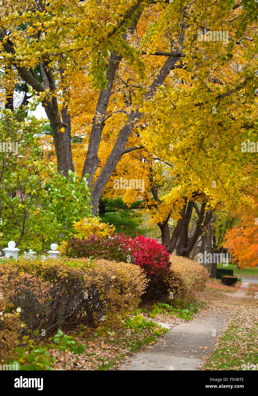 Orange color in fall hi-res stock photography and images - Alamy