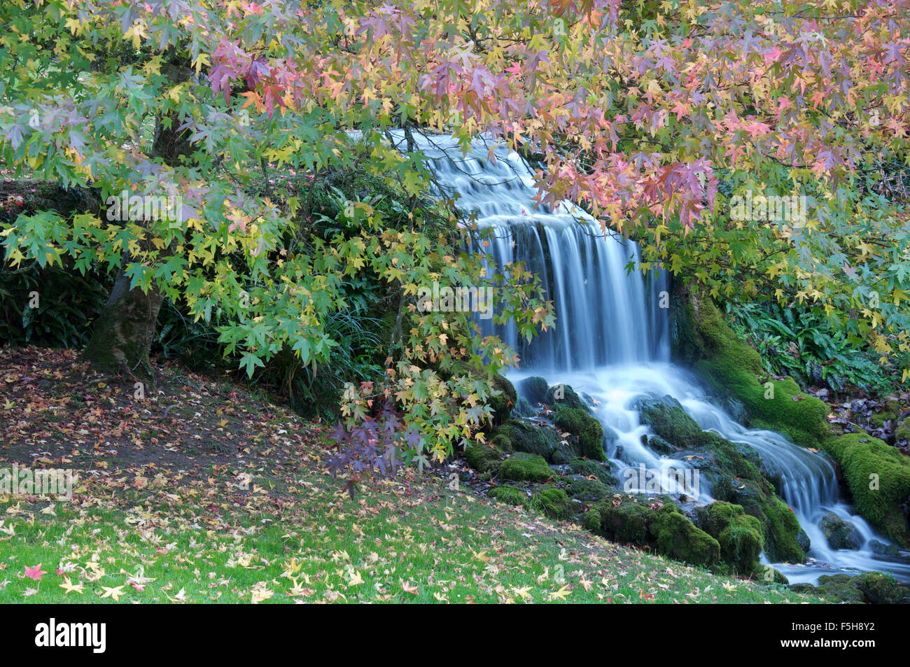 Autumn leaves overhang a picturesque waterfall flowing from Bridehead ...