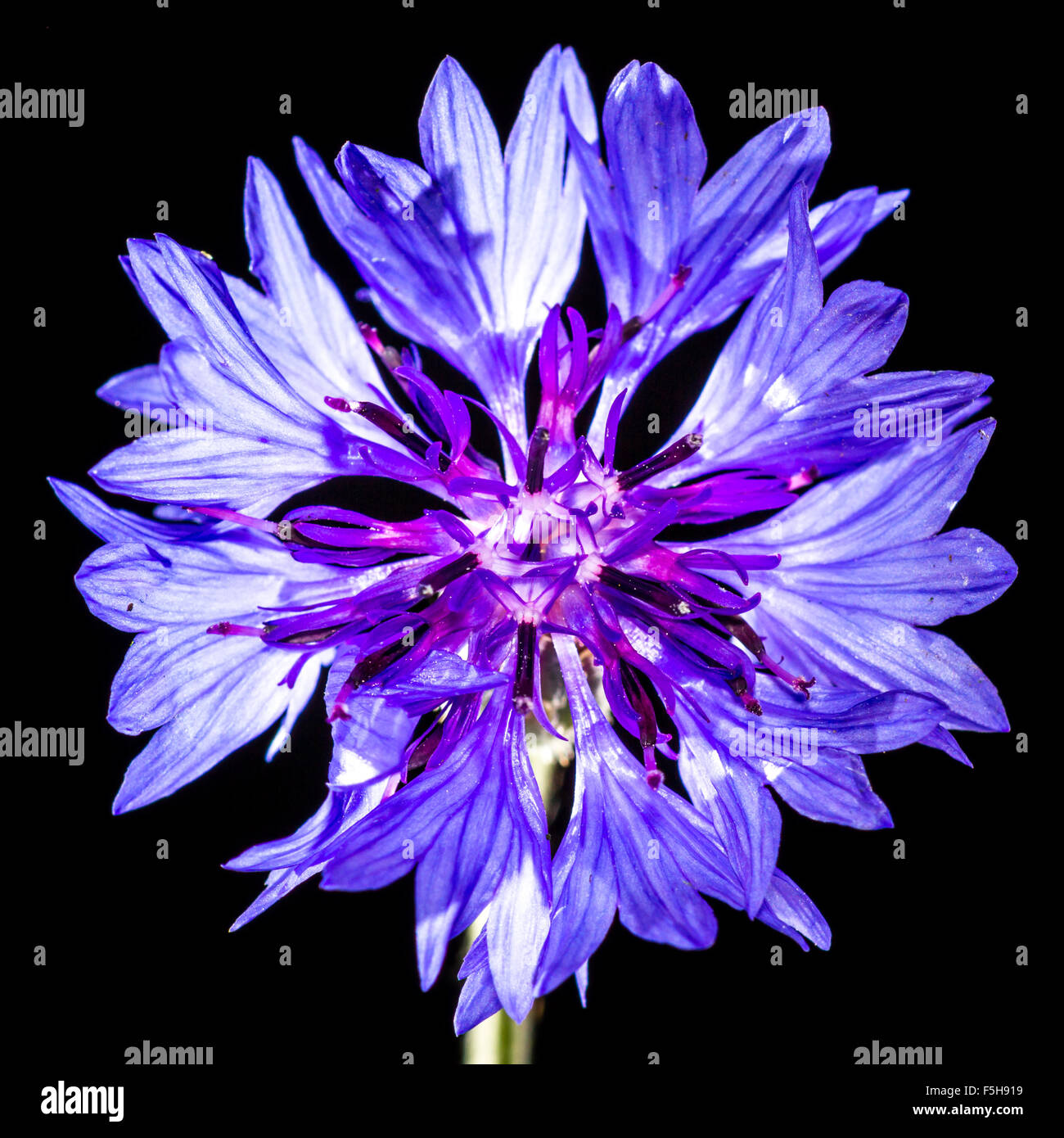 Wild bachelor buttons hi-res stock photography and images - Alamy