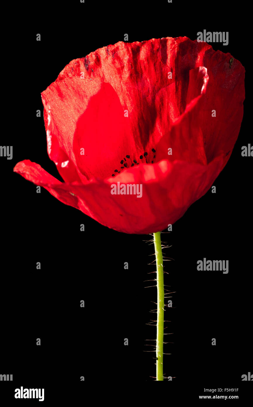 macro of a red poppy with soft texture over a black background Stock ...