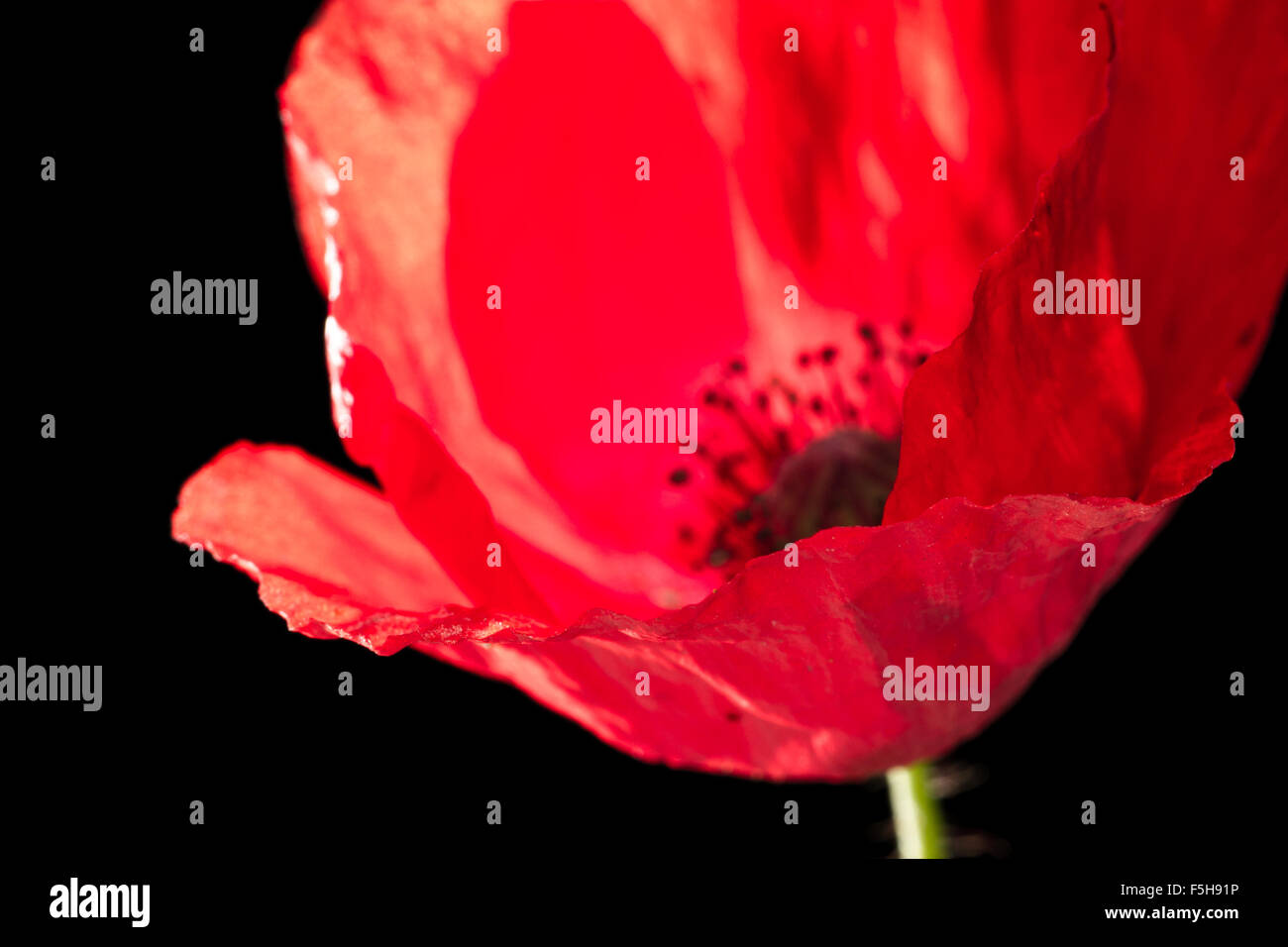 macro of a red poppy with soft texture over a black background Stock ...