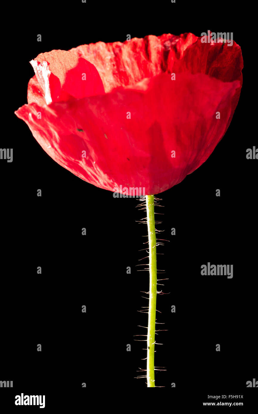 macro of a red poppy with soft texture over a black background Stock ...