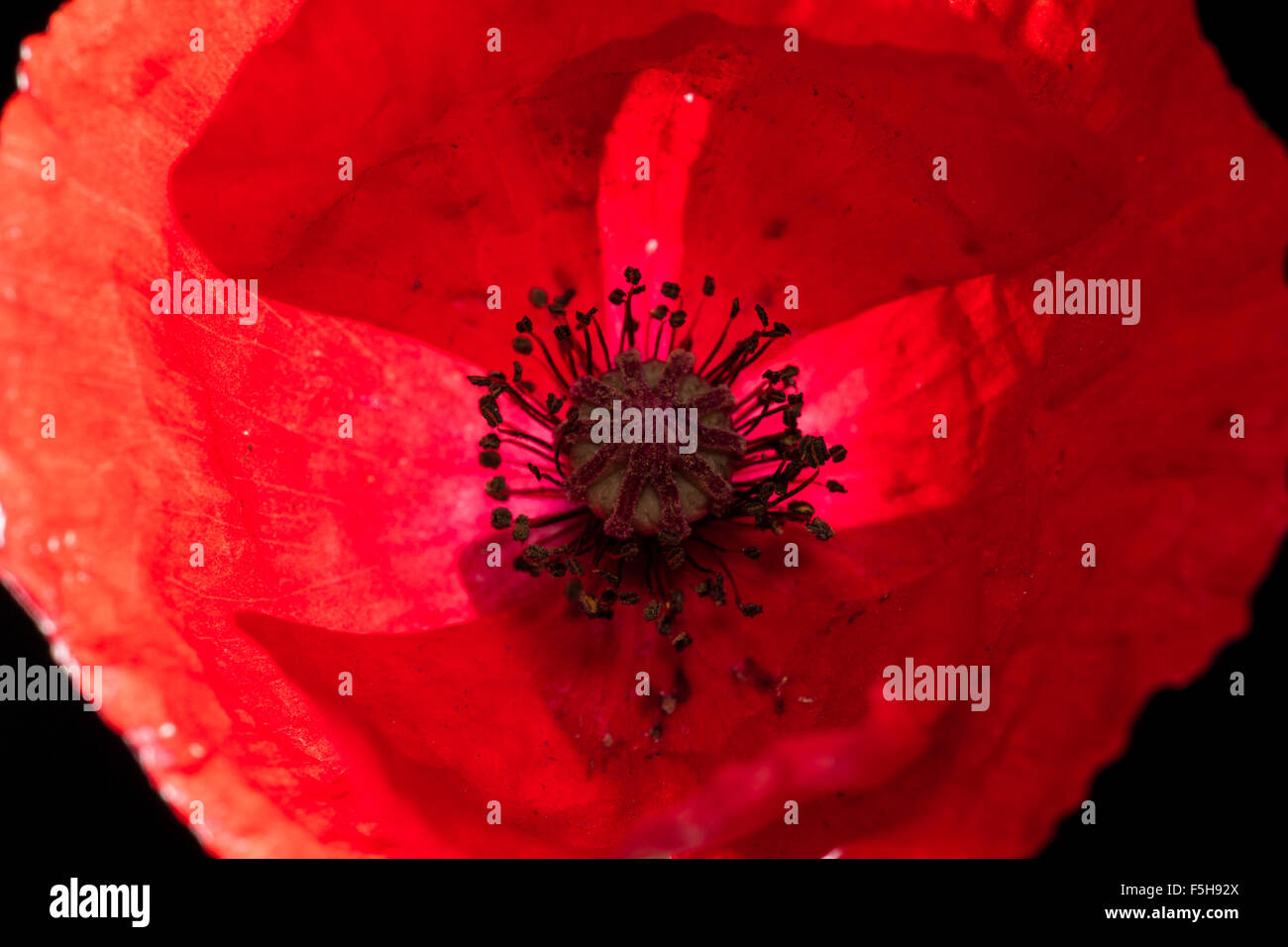 macro of a red poppy with soft texture over a black background Stock ...