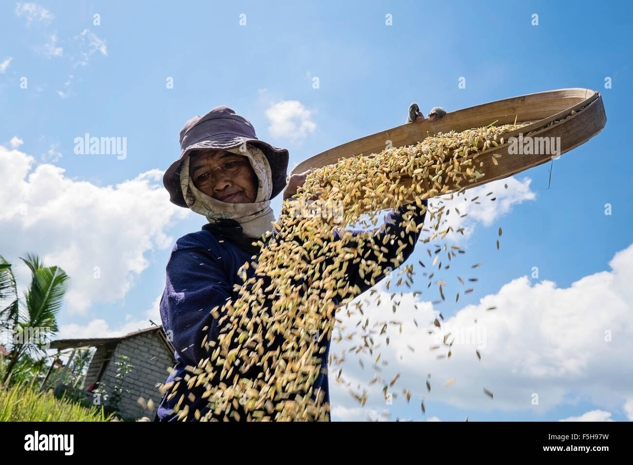 Woman sifting rice hi-res stock photography and images - Alamy