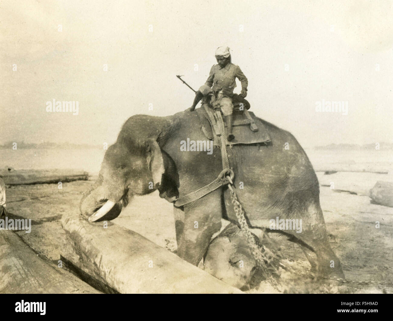 Elephant at work, India Stock Photo - Alamy