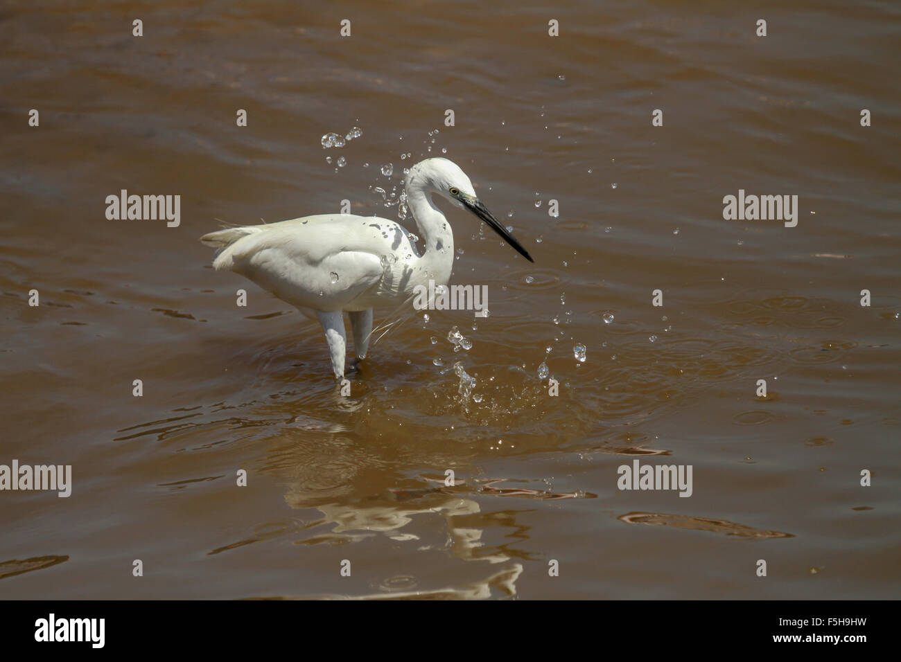 Great White Egret (Ardea Alba) fishing in the Water Stock Photo - Alamy