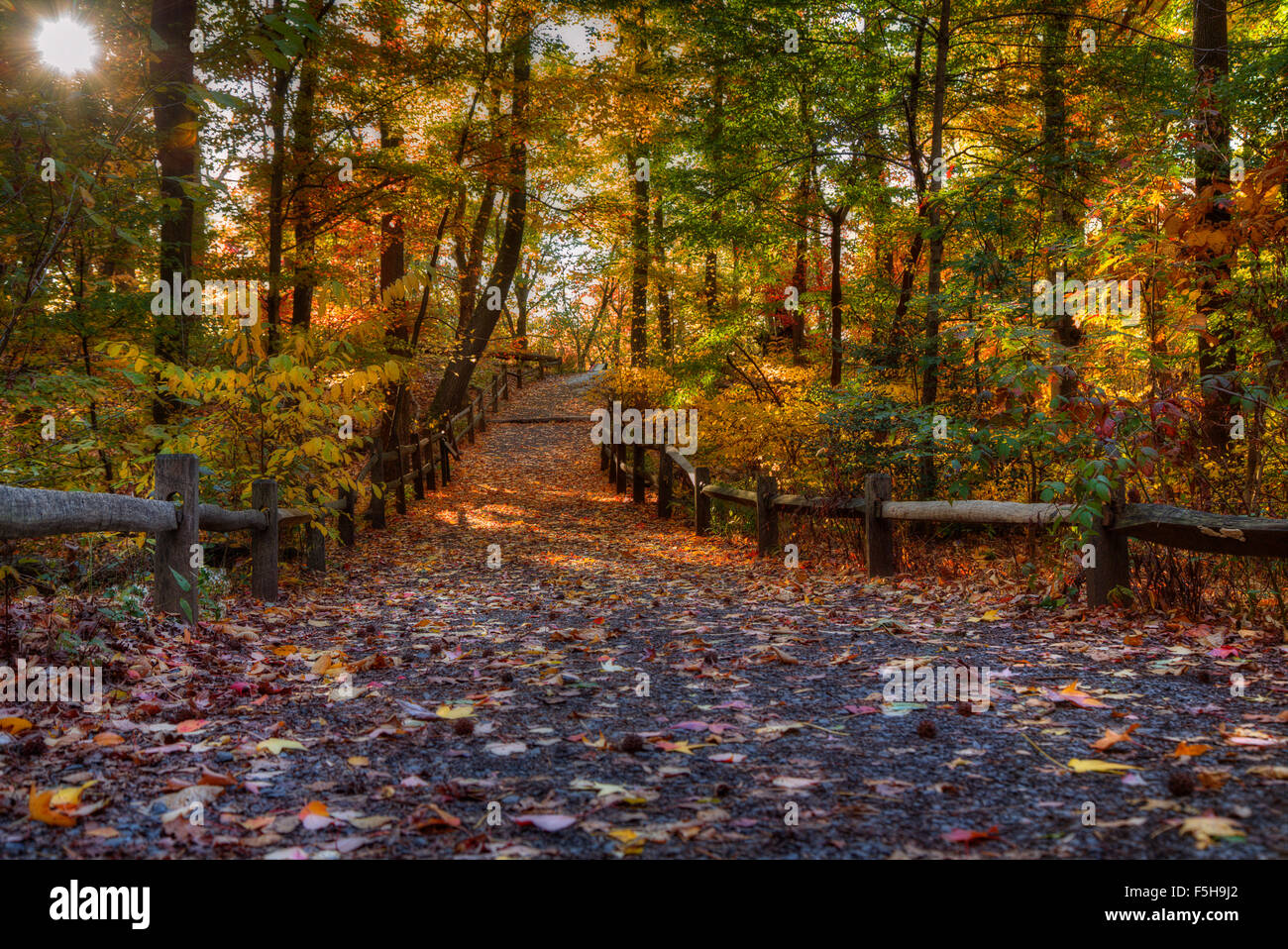 Fall colors line forest path hi-res stock photography and images - Alamy