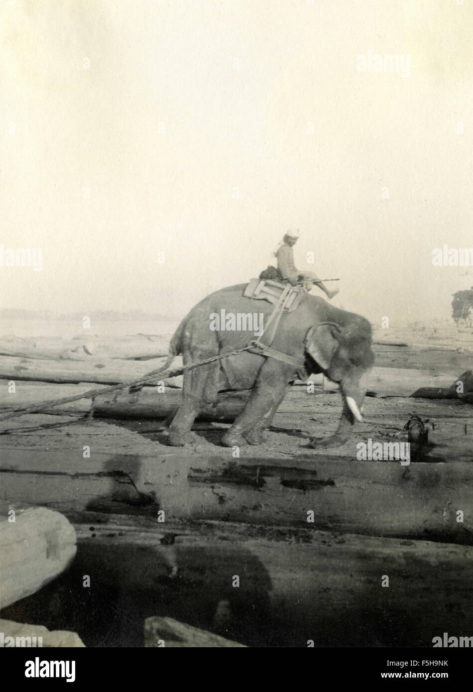 Elephant at work, India Stock Photo - Alamy