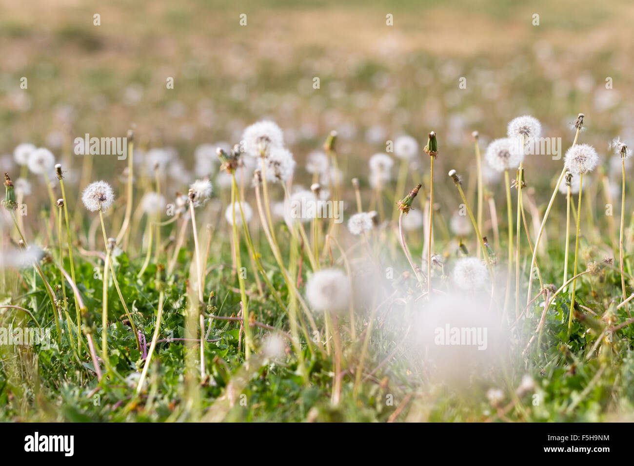 weed problem, multiple white puffs overtaking the green grass in a yard ...