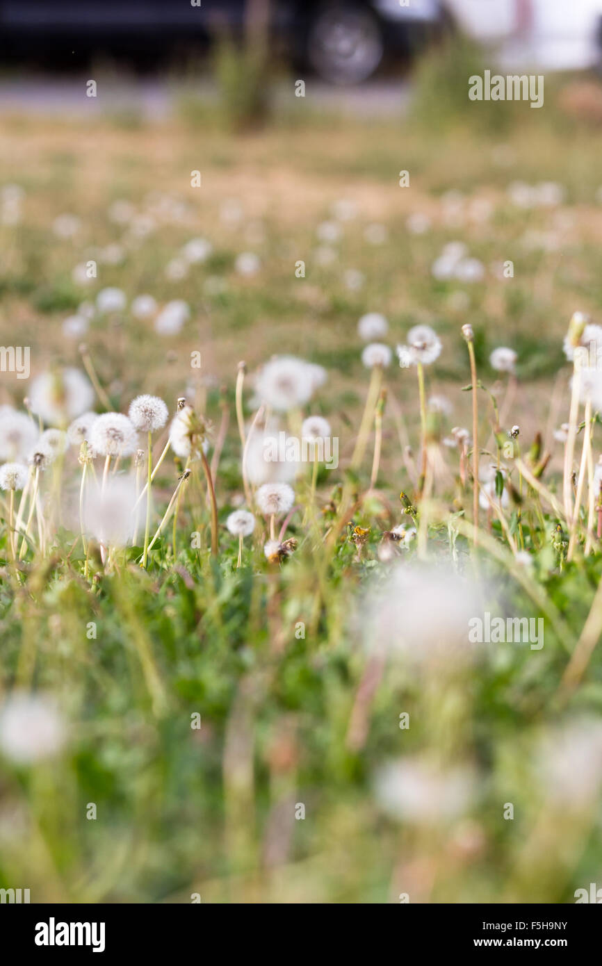 weed problem, multiple white puffs overtaking the green grass in a yard ...