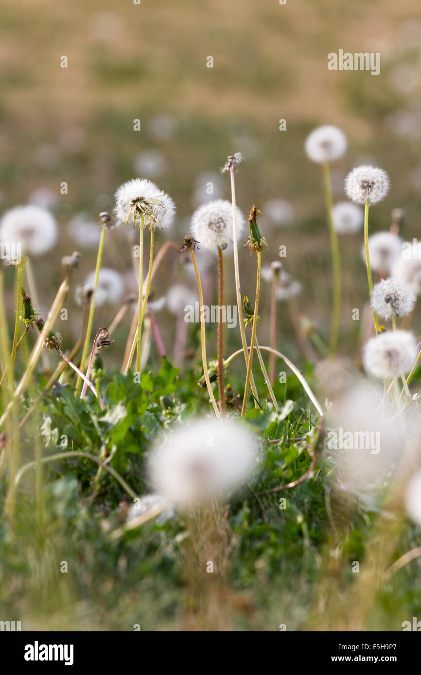 weed problem, multiple white puffs overtaking the green grass in a yard ...