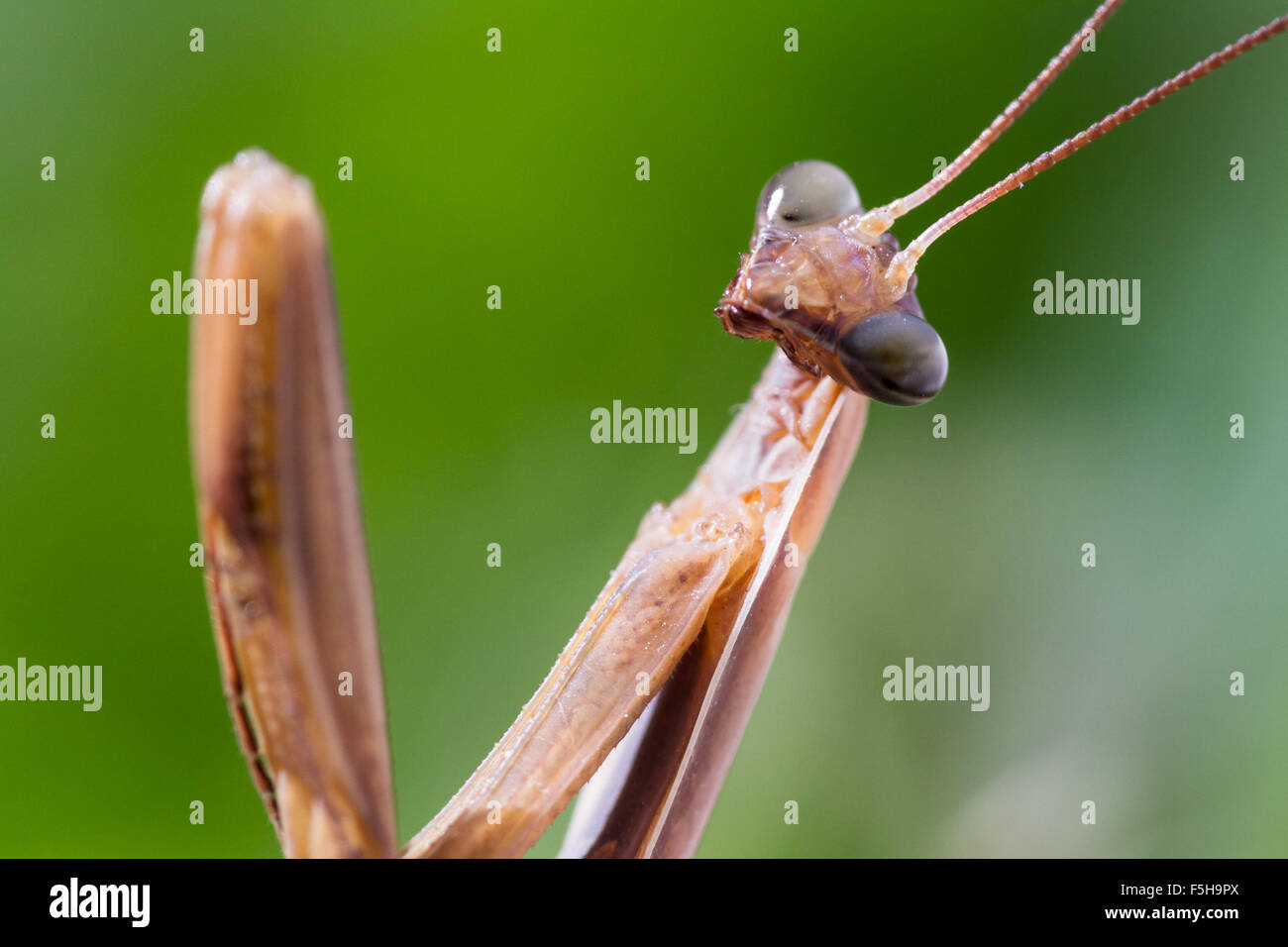 Brown stick mantis hi-res stock photography and images - Alamy