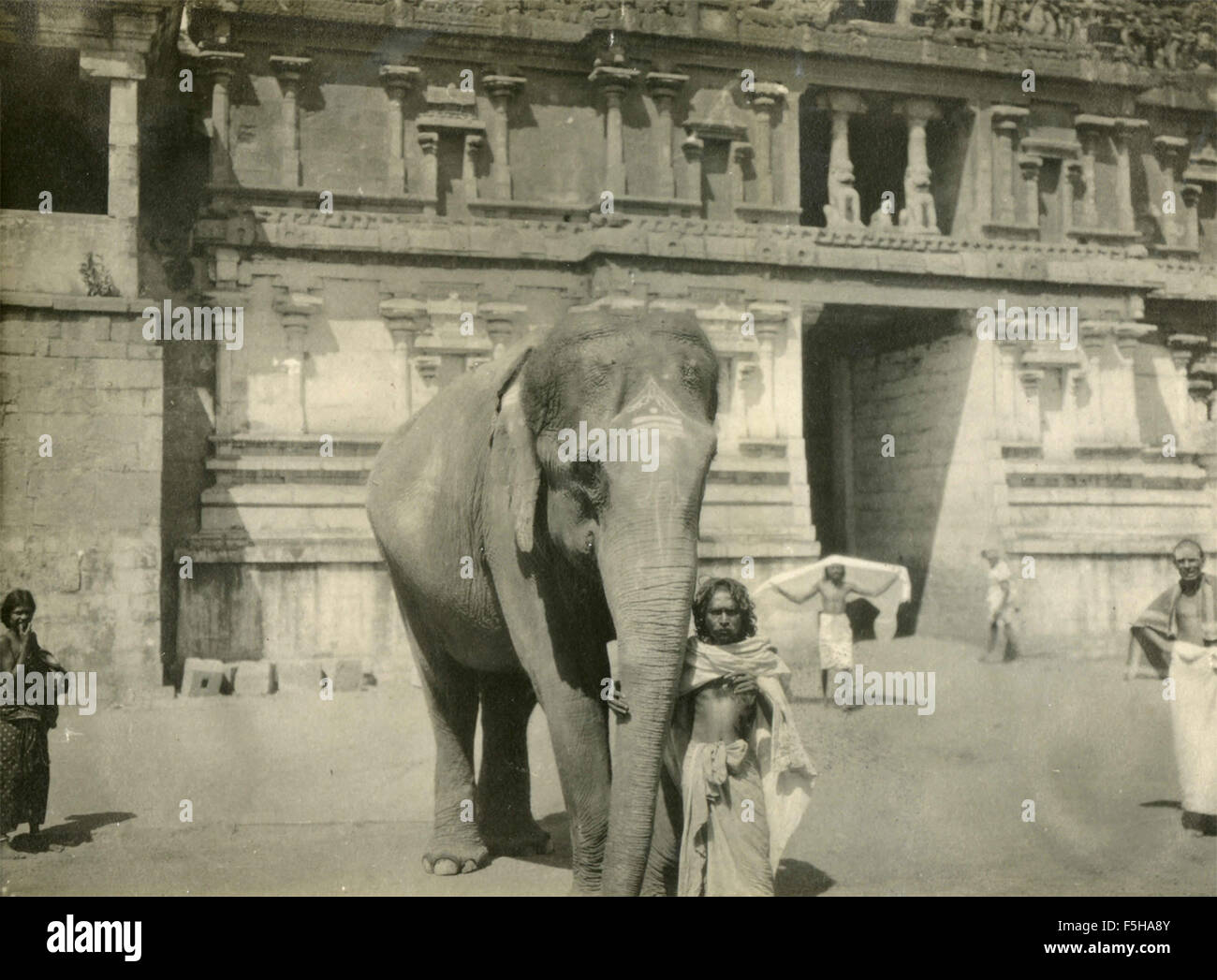 Man with elephant, Madurai, India Stock Photo - Alamy