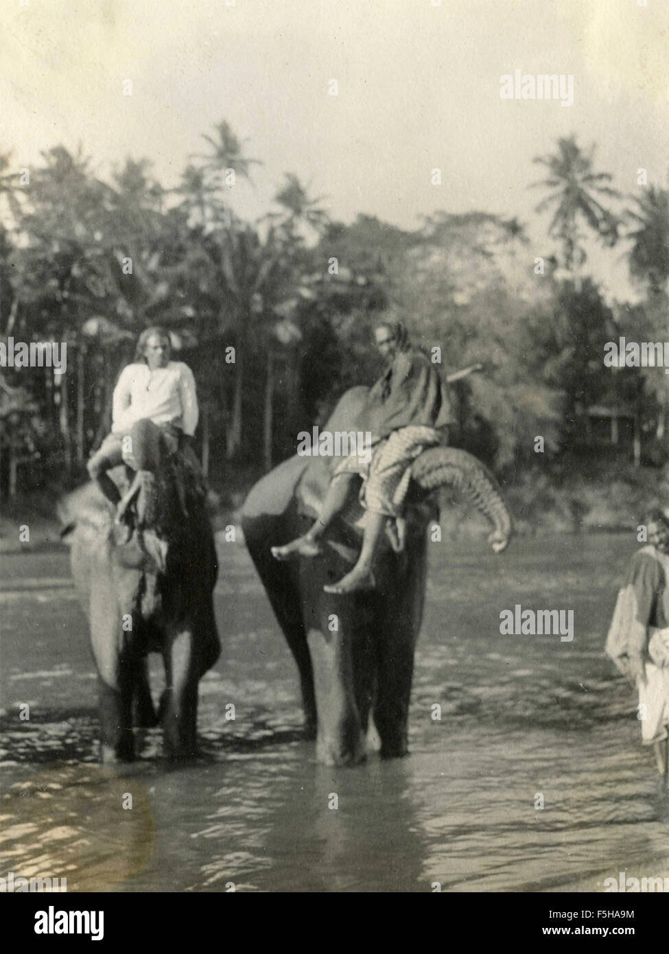 Elephants at the river, Kandy, Sri Lanka Stock Photo - Alamy