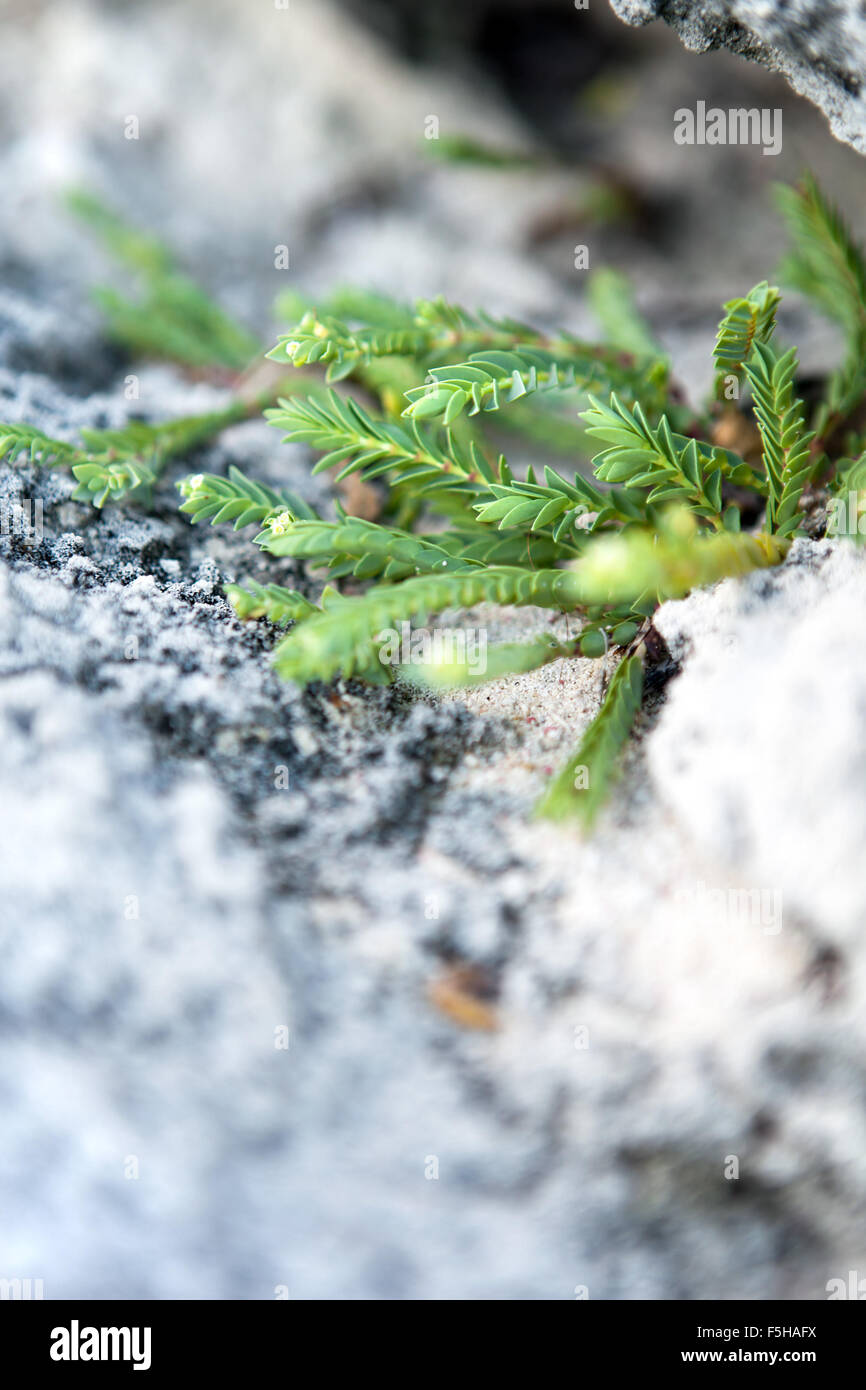 Tropical Green Bermuda Plant Stock Photo - Alamy