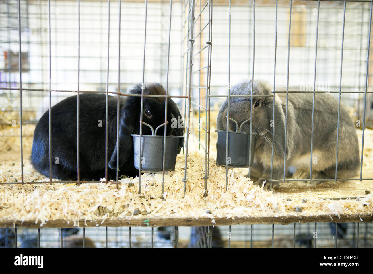 Gray French Lop Rabbit Stock Photo - Alamy