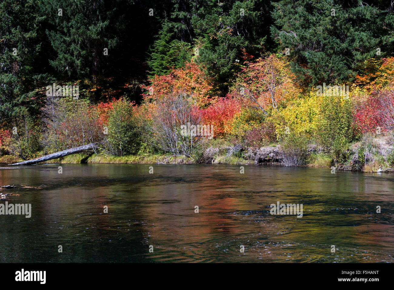 Colorful section of the Rouge river with a reflection of color Stock ...