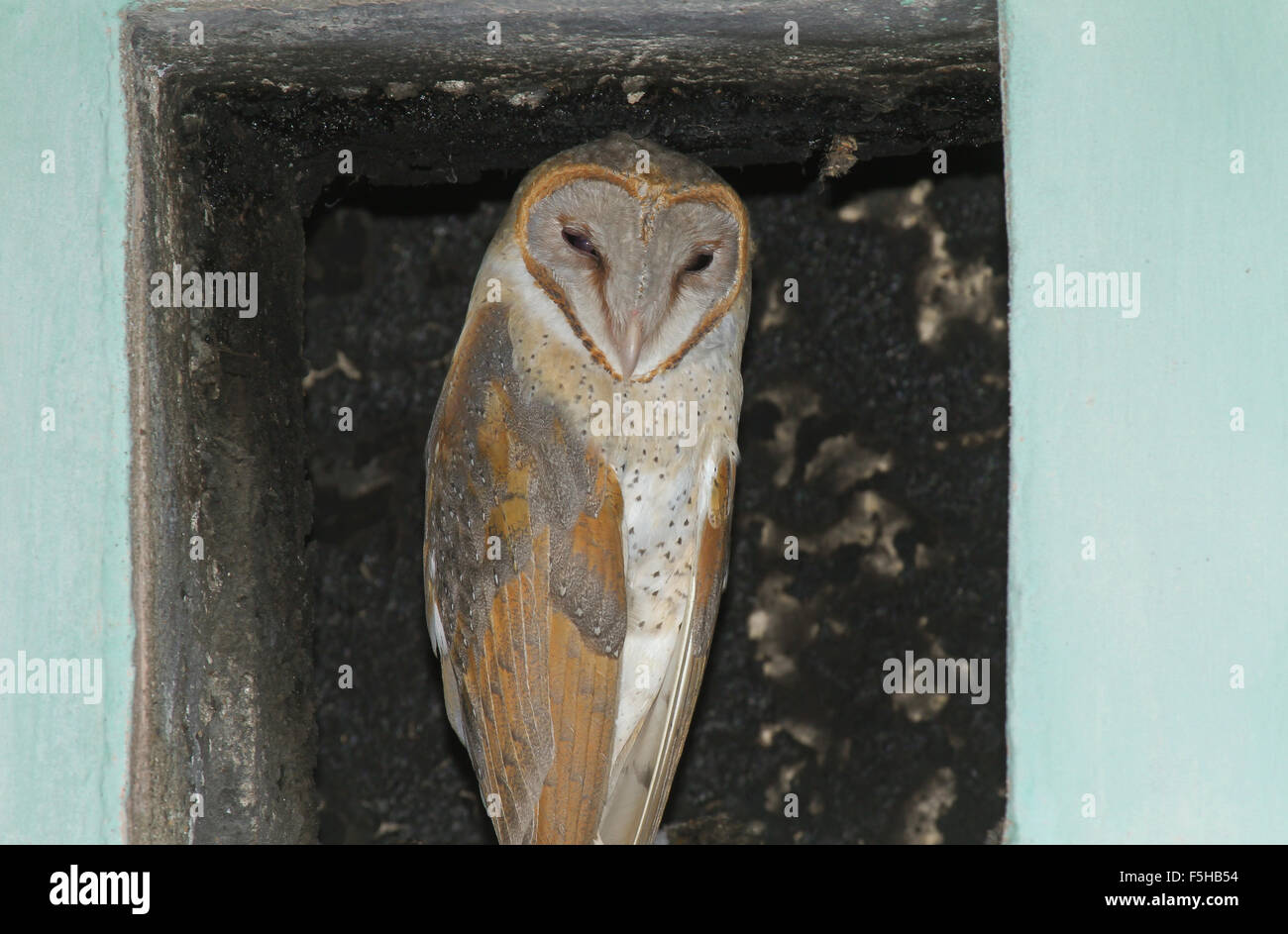 Barn owl back view hi-res stock photography and images - Alamy