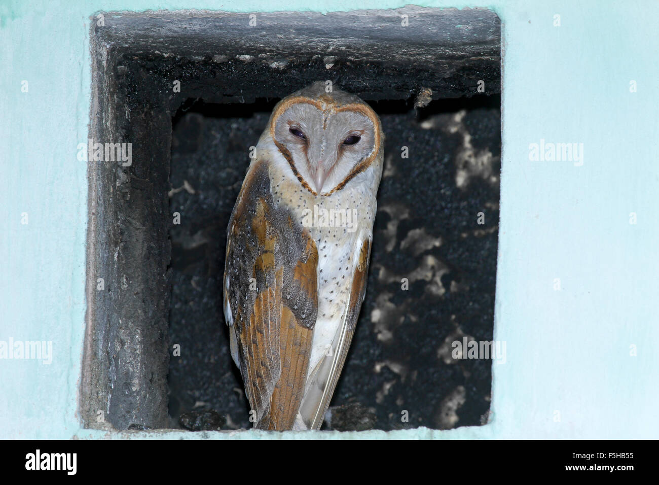 A wild barn owl Stock Photo - Alamy