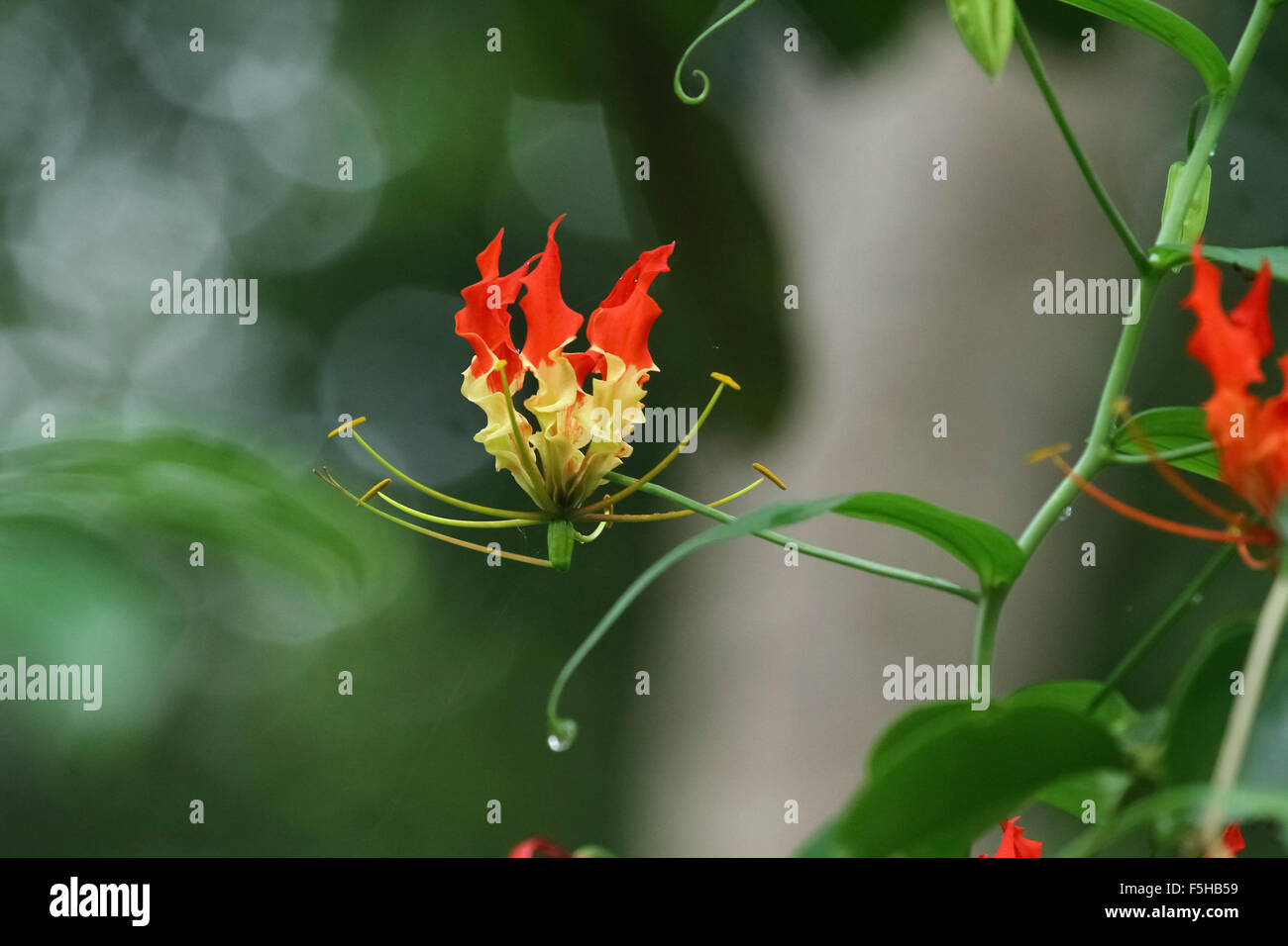 Flame lily tree hi-res stock photography and images - Alamy