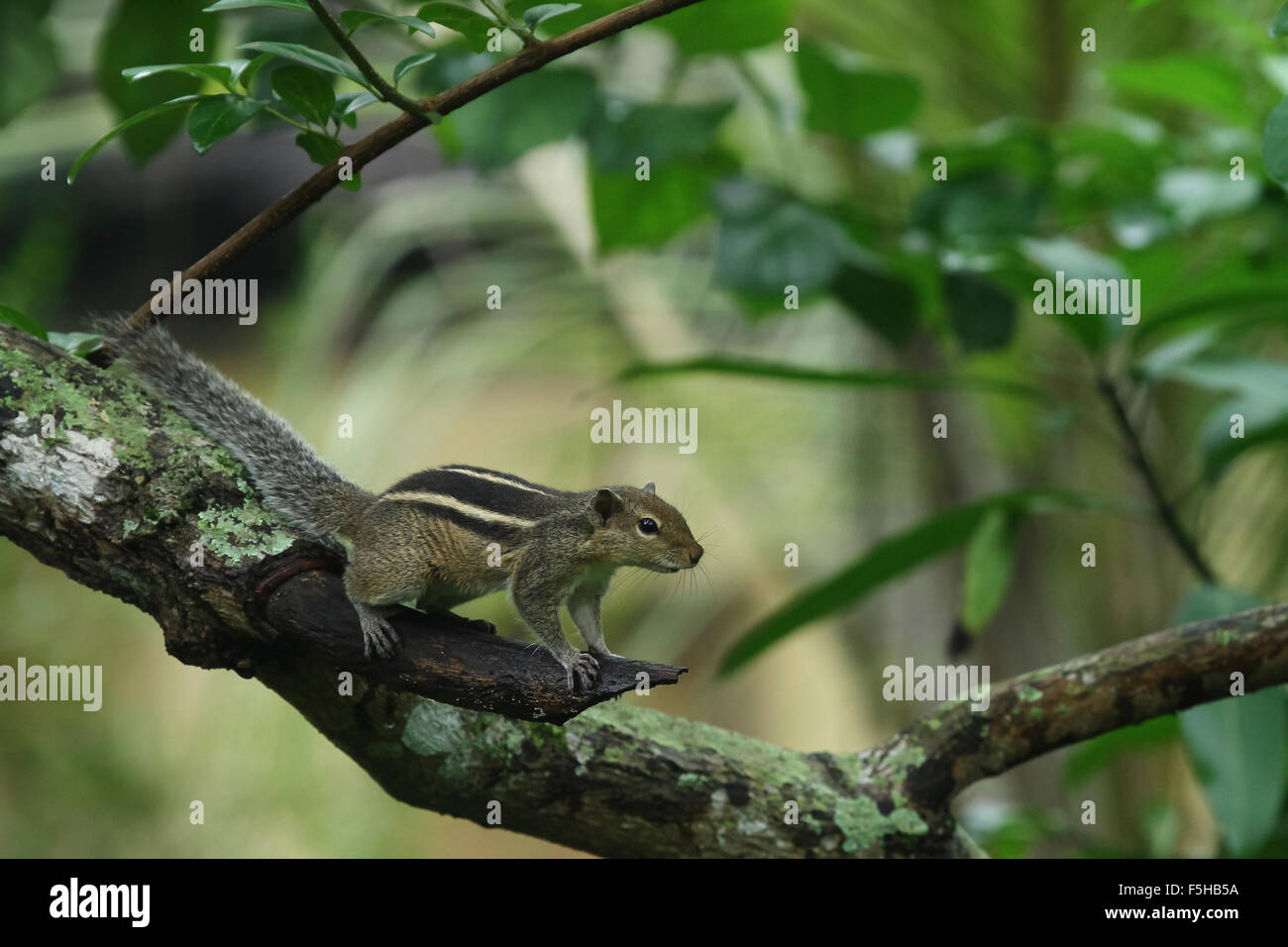 Indian Palm squirrel or Three Striped Palm squirrel Stock Photo - Alamy