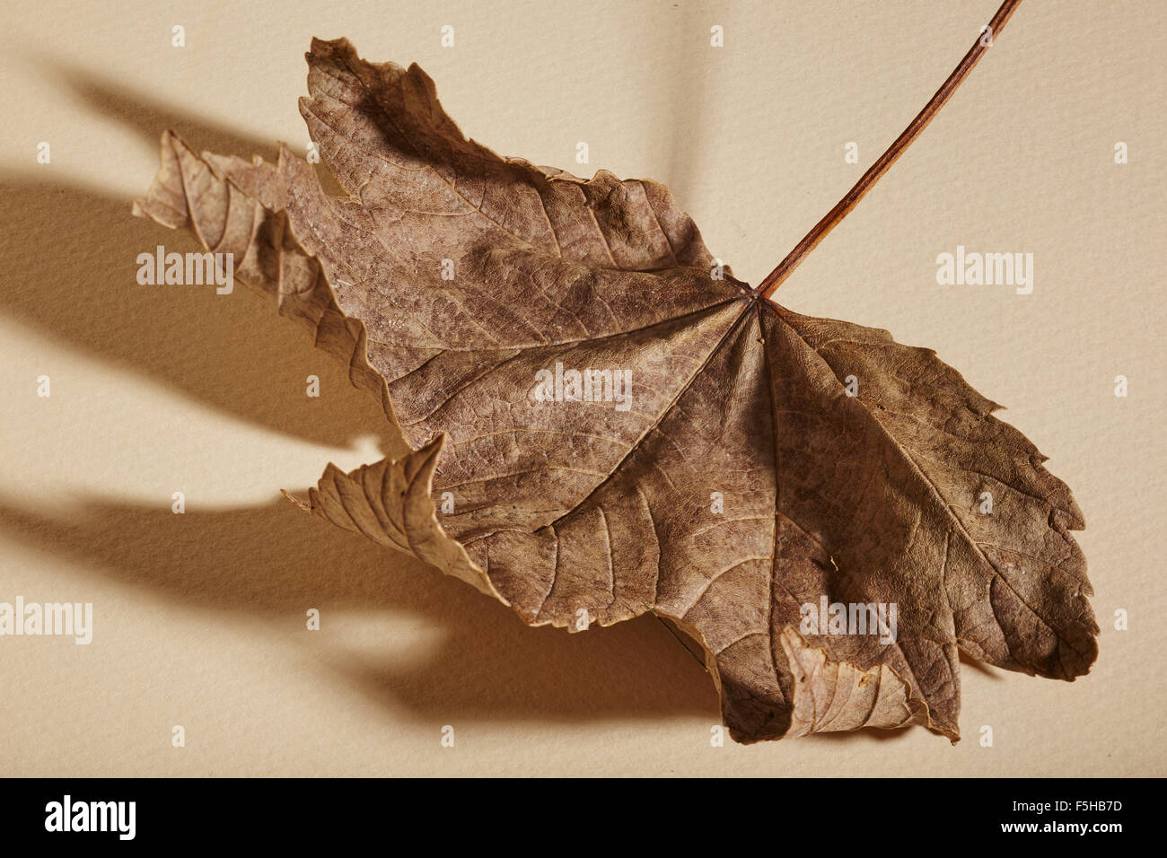 Fall maple leaf colors hi-res stock photography and images - Alamy