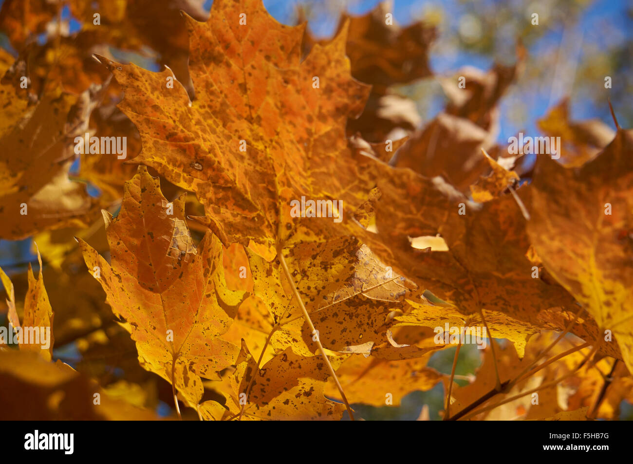 Changing maples hi-res stock photography and images - Alamy