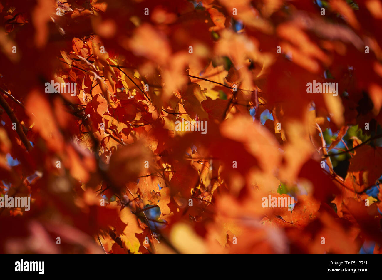 Changing maples hi-res stock photography and images - Alamy
