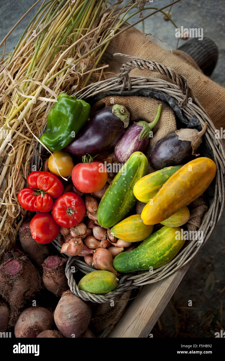 Various vegetable on a wheelbarrow in the countryside Stock Photo - Alamy