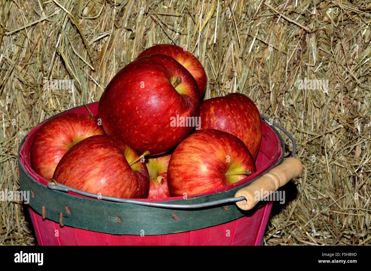 Fresh crisp red apples in season Stock Photo - Alamy