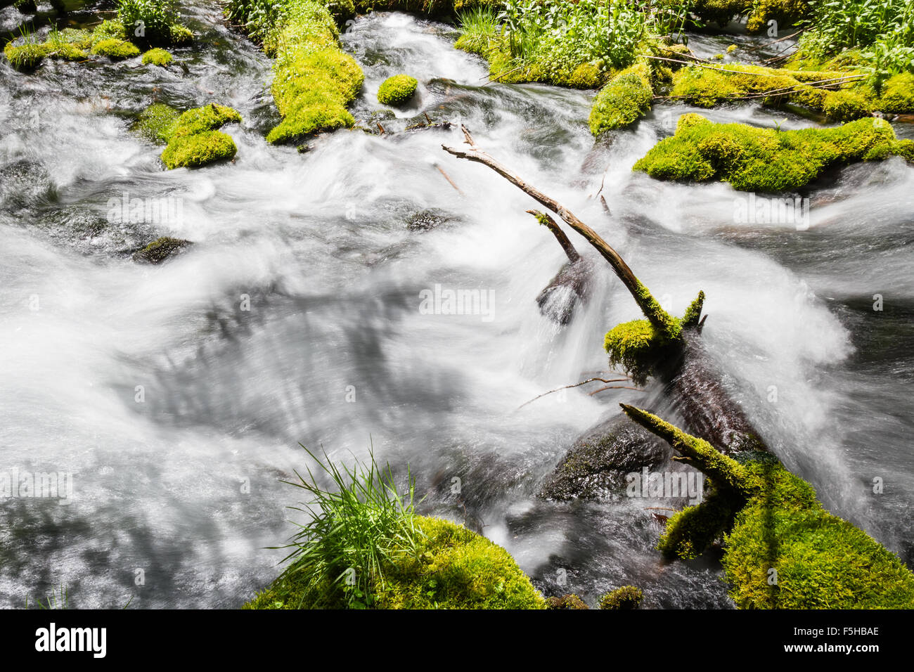 close up of a pristine spring flowing thru the woods in Oregon Stock ...