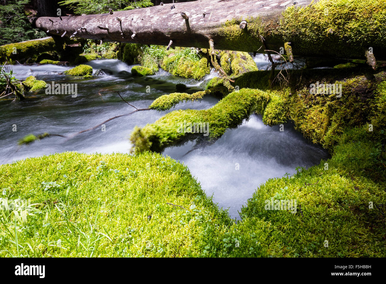 close up of a pristine spring flowing thru the woods in Oregon Stock ...