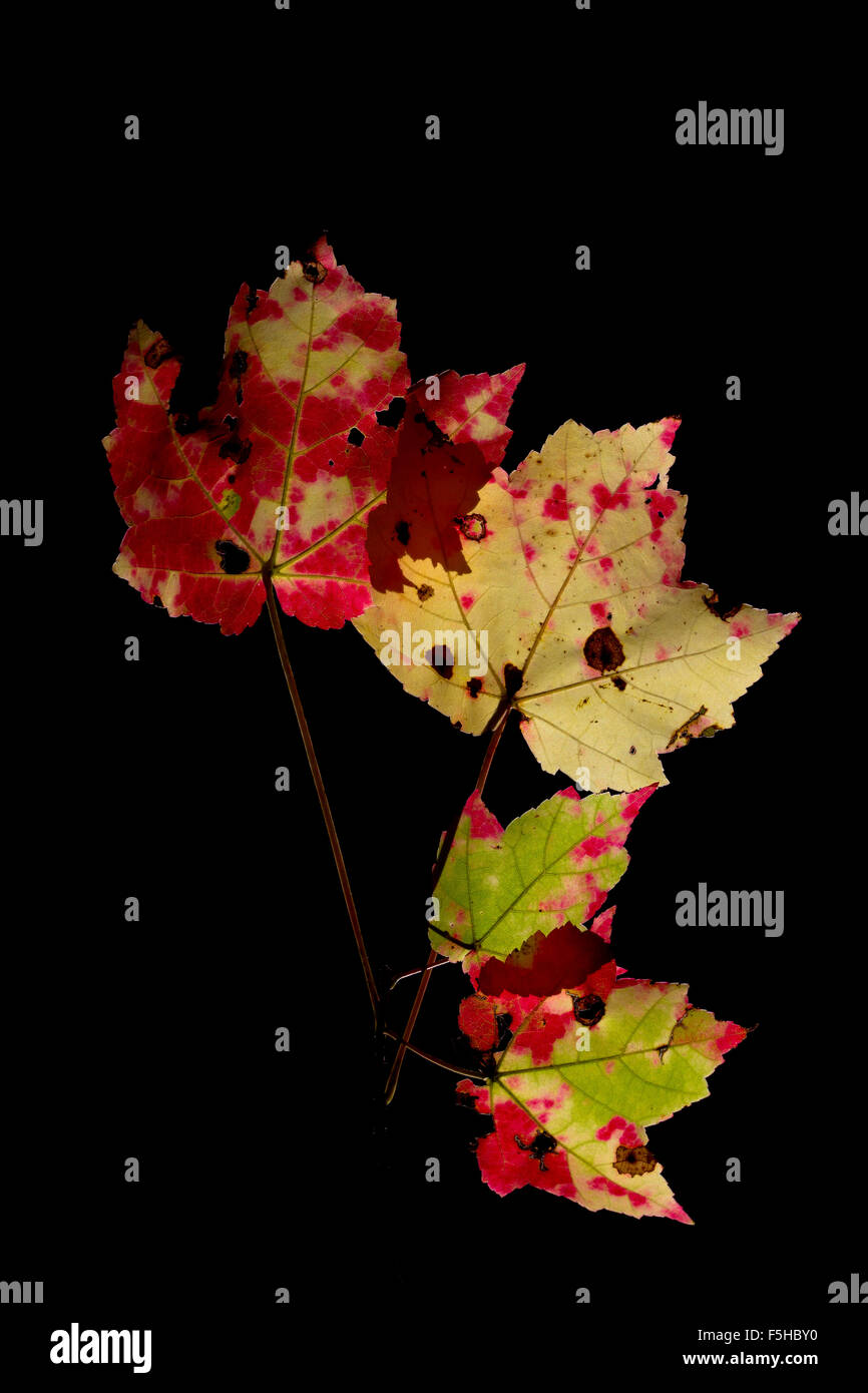 Beautiful maple leaves on the black background Stock Photo - Alamy