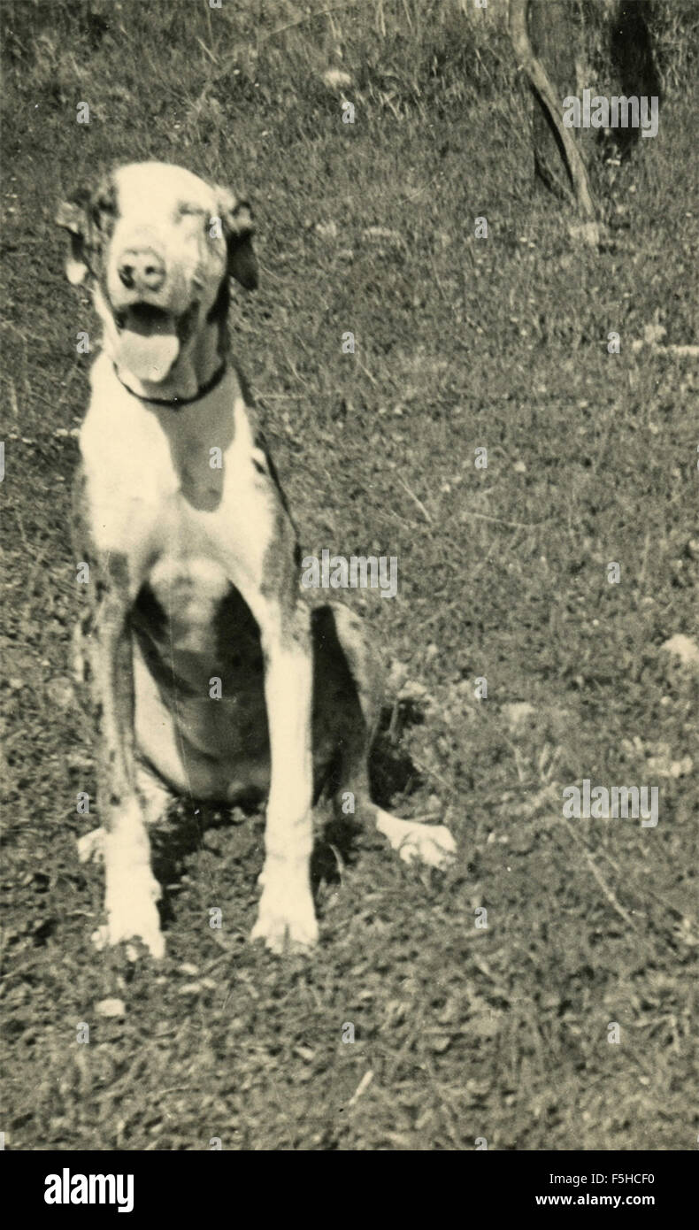 A hunting dog sitting Stock Photo - Alamy