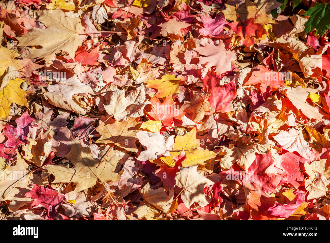 Colorful fall background with fallen leaves Stock Photo - Alamy
