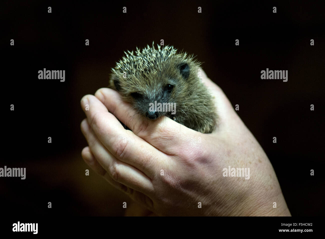 Surrogate mother animal hi-res stock photography and images - Alamy