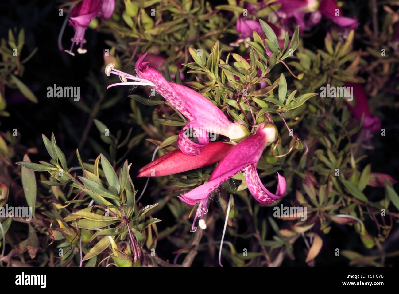 Close-up of Spotted Emu Buch/Emubush- Eremophila maculata - Family ...