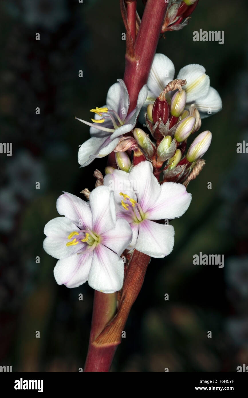Blousuurkanol hi-res stock photography and images - Alamy