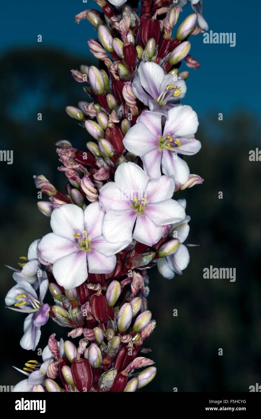 Blousuurkanol hi-res stock photography and images - Alamy