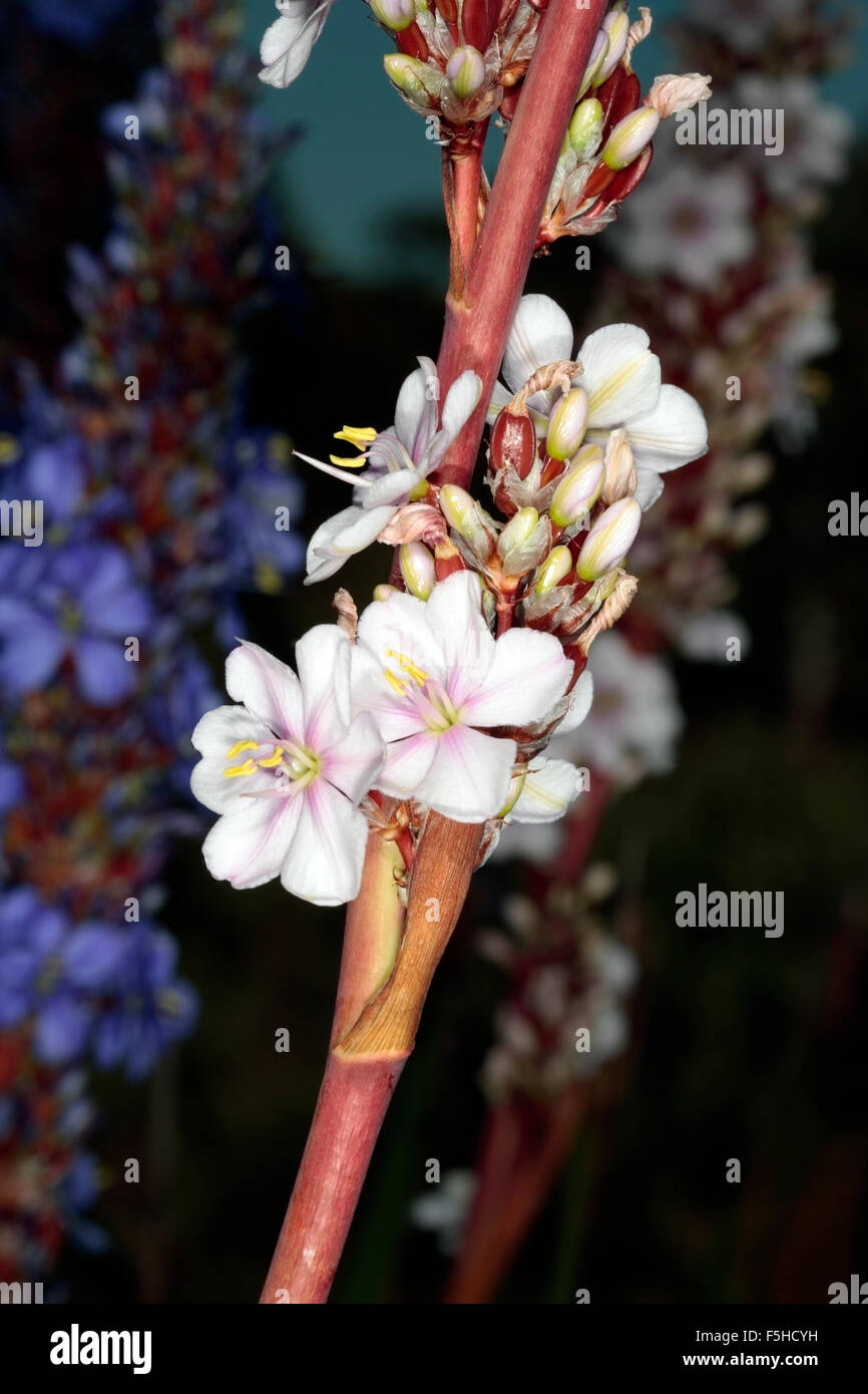 Capitata hi-res stock photography and images - Alamy