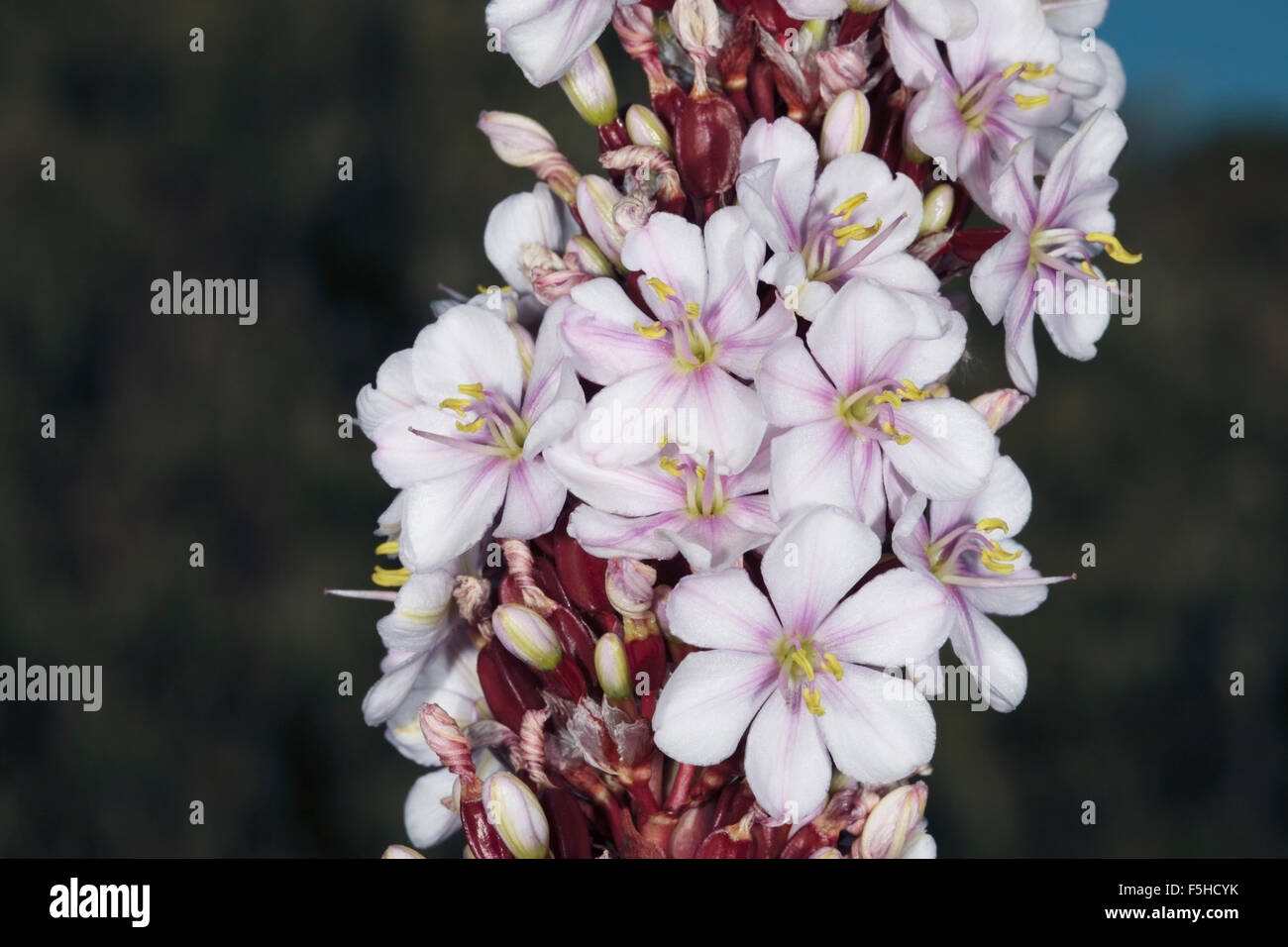 Close-up of Aristea/ Blousuurkanol Flower Spike - Aristea capitata [syn ...