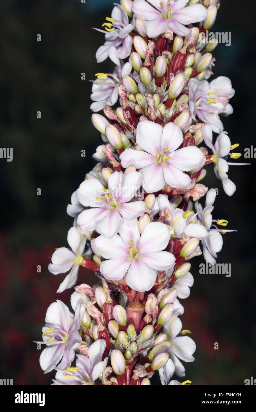 Aristea major hi-res stock photography and images - Alamy