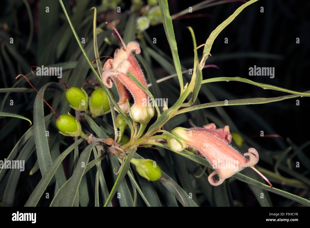 Close-up of flowers of Berrigan Emubush/ Dogwood/ Long-leaved ...