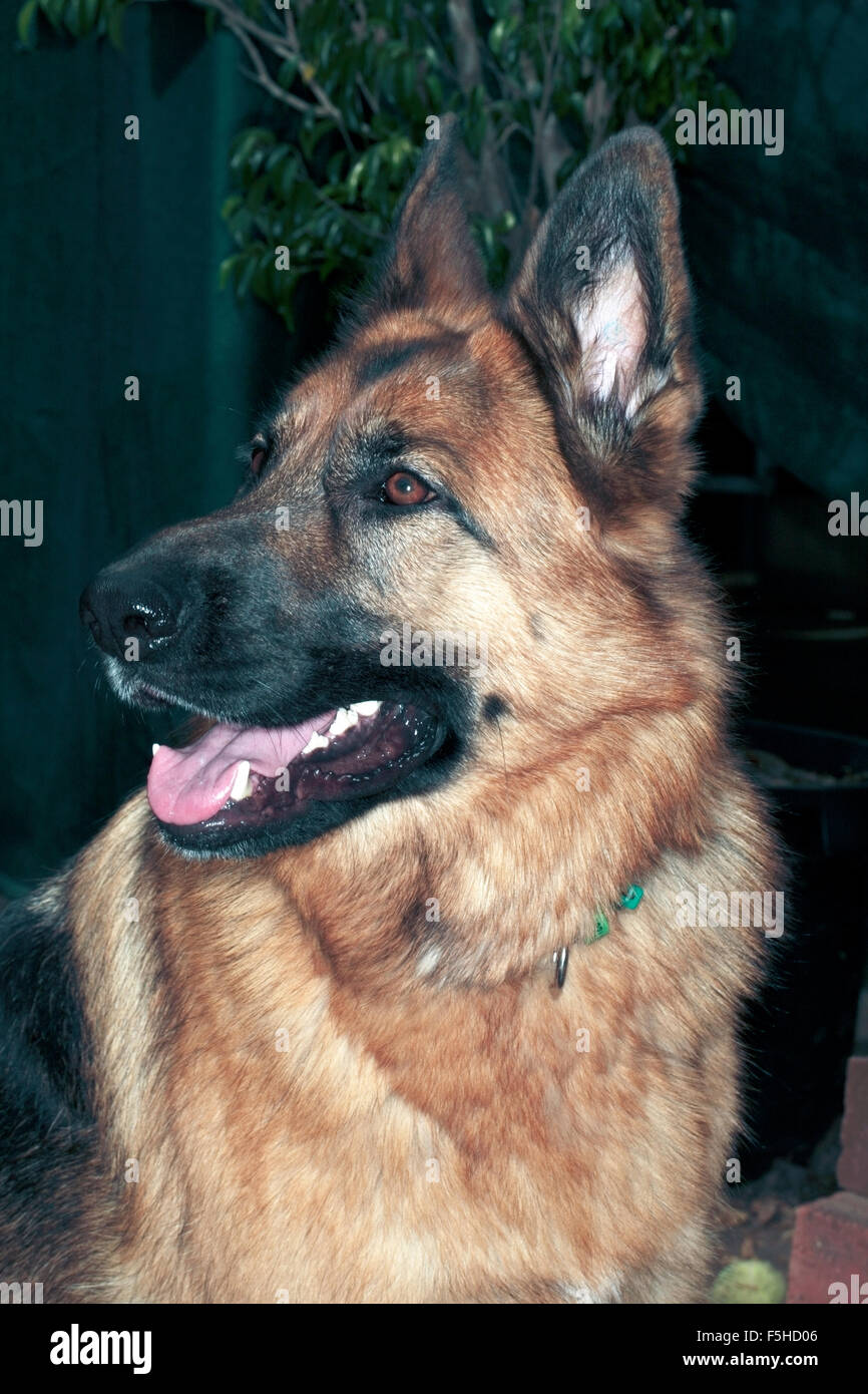 Female german shepherd hi-res stock photography and images - Alamy
