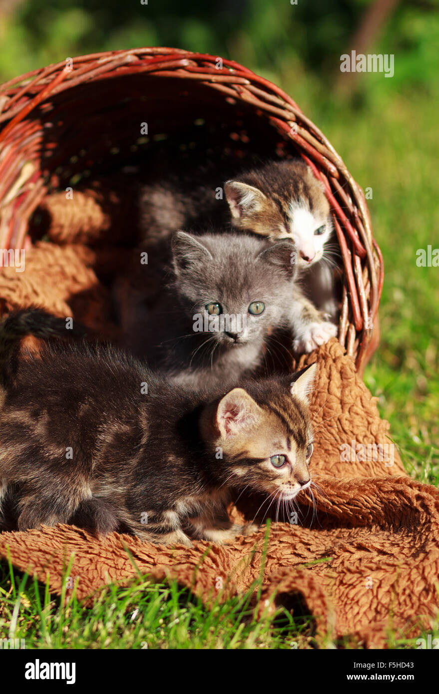 Little Kittens in a basket Stock Photo - Alamy