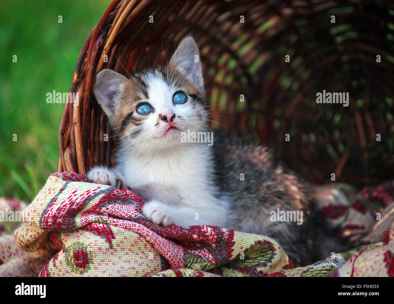 Little Kittens in a basket Stock Photo - Alamy