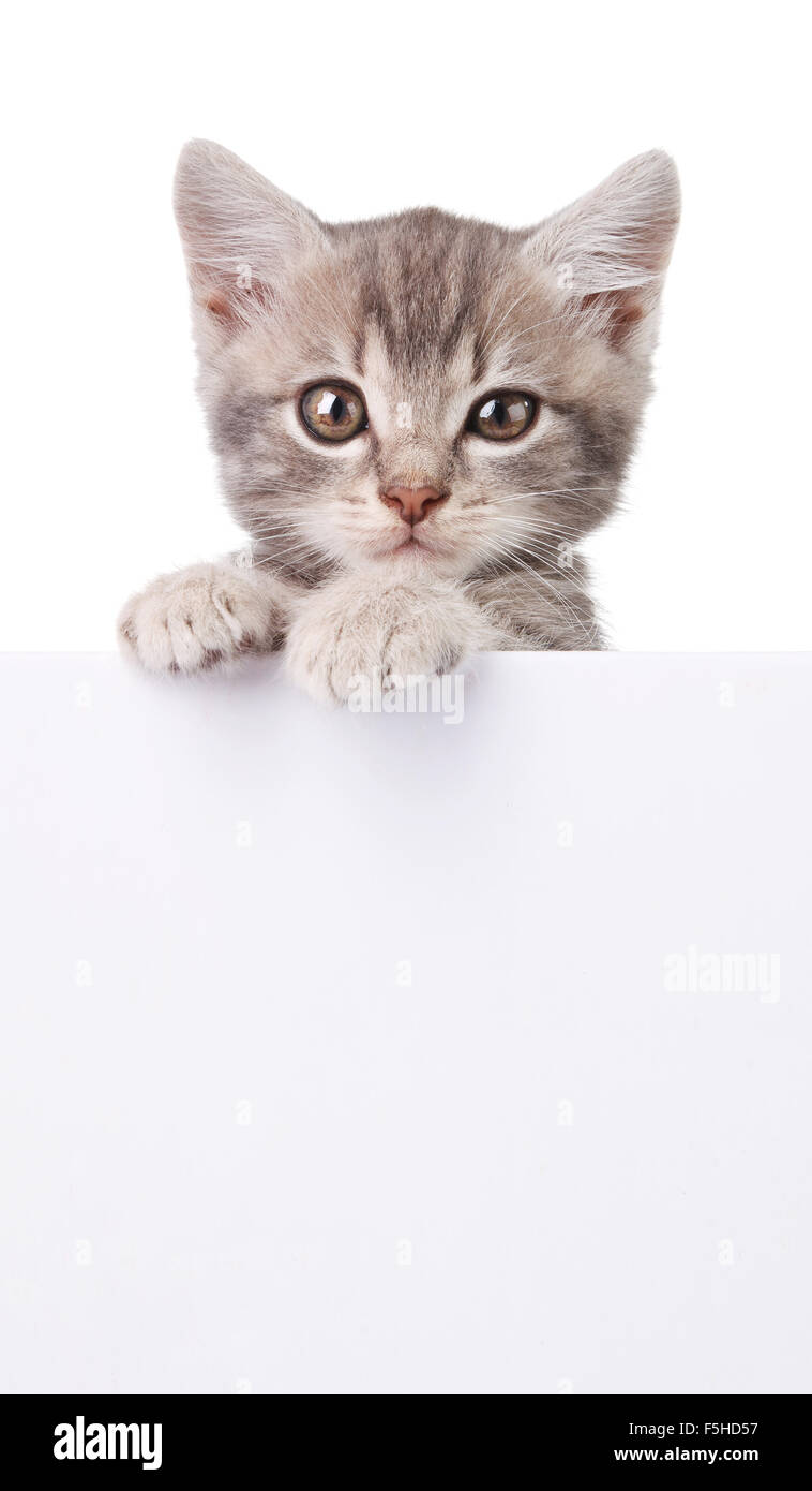 gray cat with white board Stock Photo - Alamy