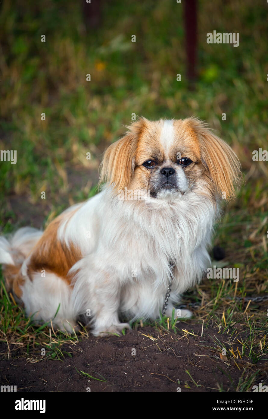 Adult pekingese hi-res stock photography and images - Alamy