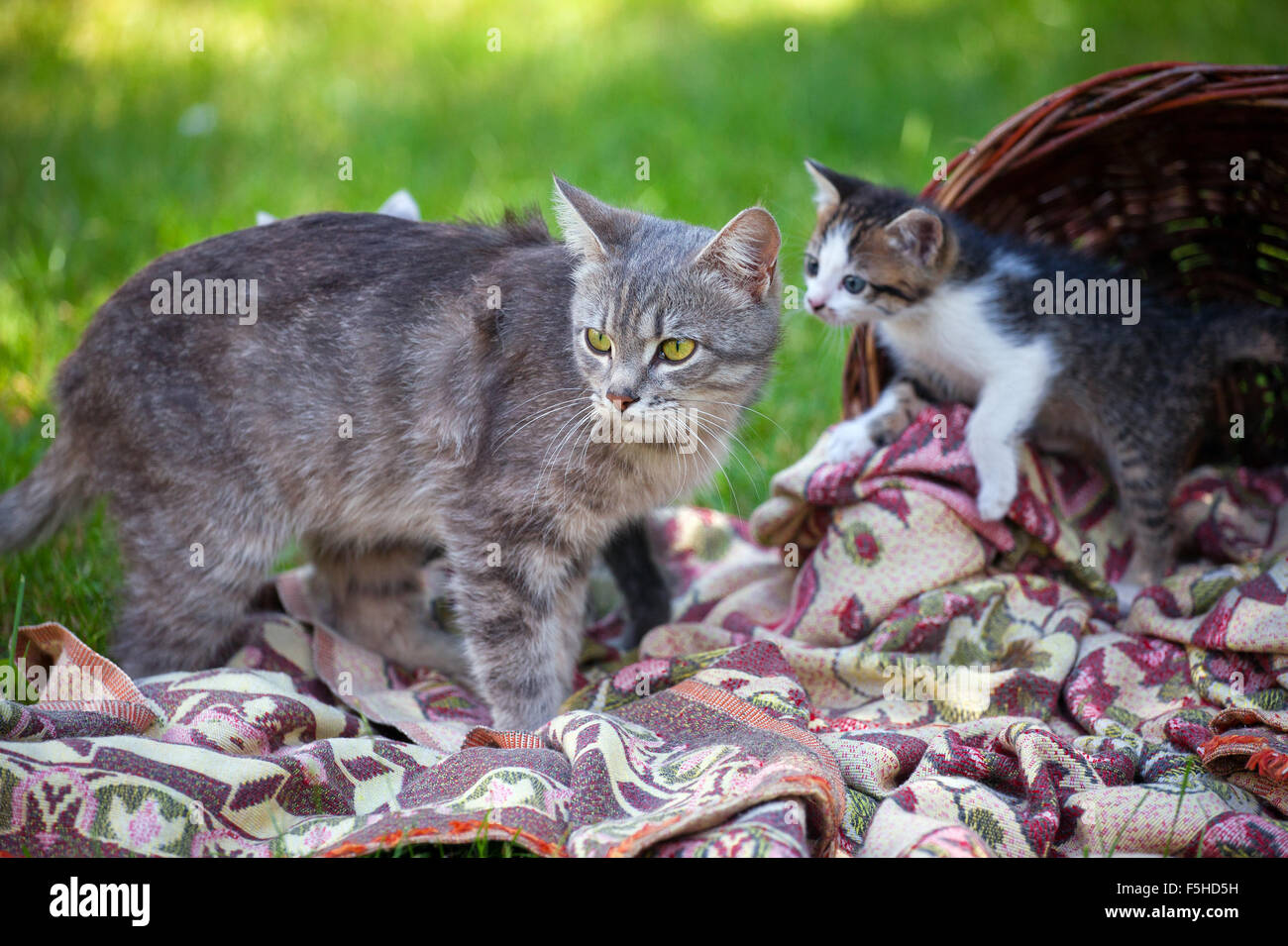Little Kittens in a basket Stock Photo - Alamy
