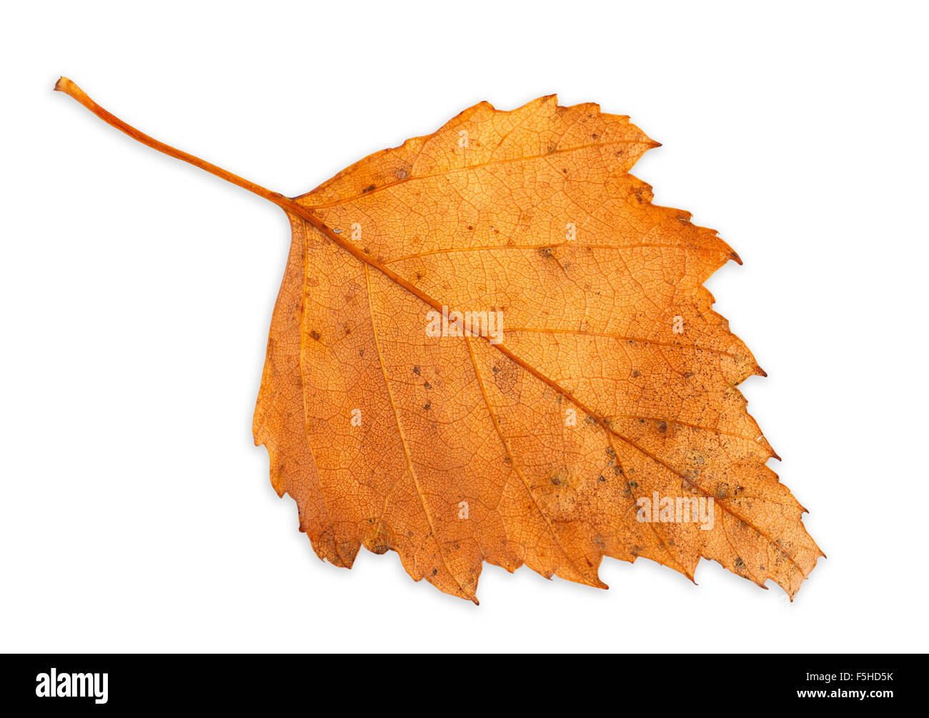 Beautiful birch tree Cut Out Stock Images & Pictures - Alamy